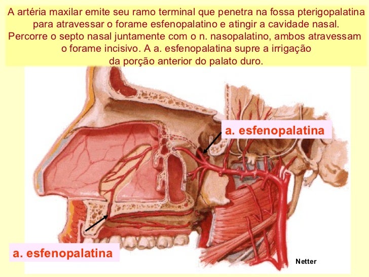 33 sistema arterial