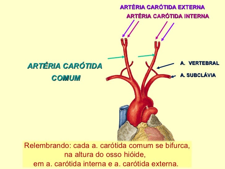 33 sistema arterial
