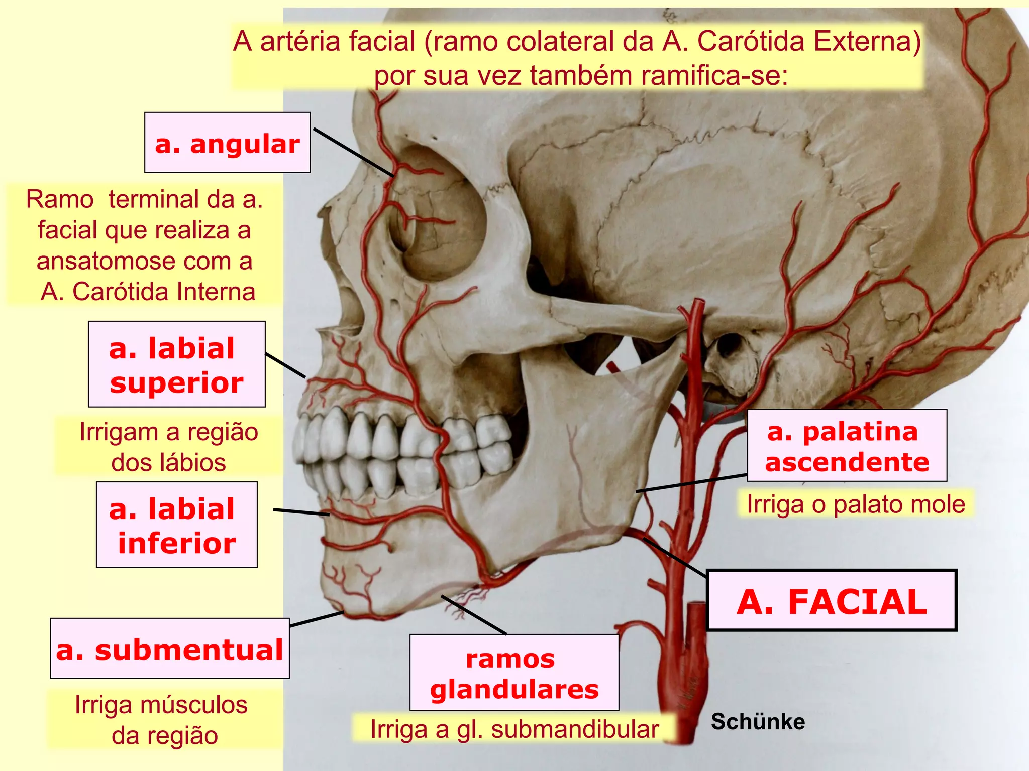Anatomia cabeça e pescoço | PPT