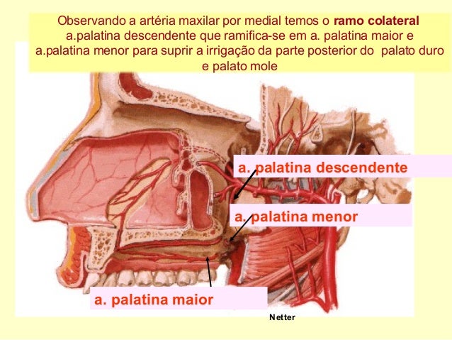 Anatomia cabeça e pescoço