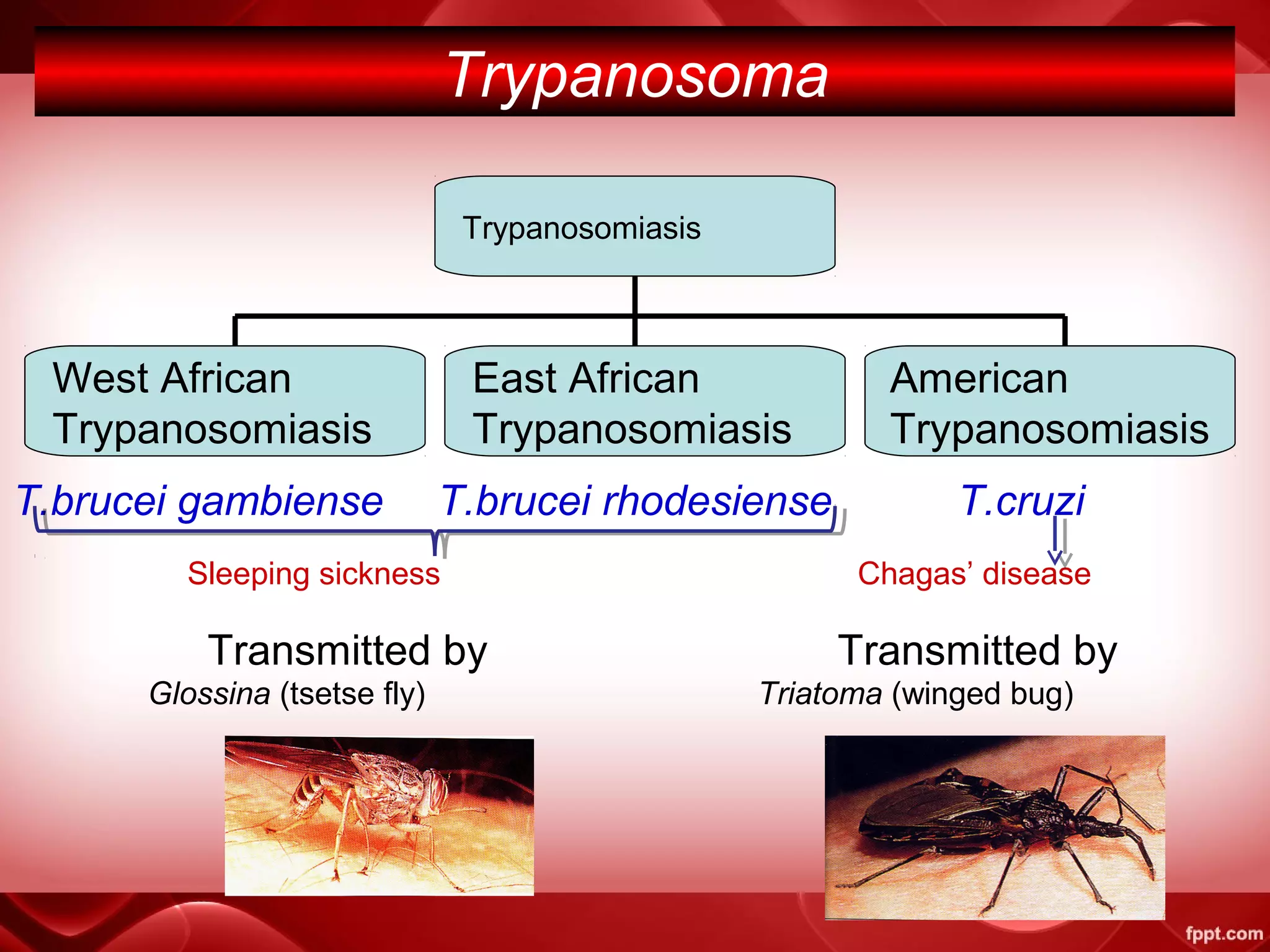 trypanosoma | PPT