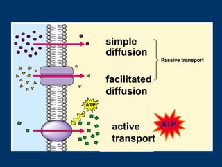 Transport across cell membrane- Passive transport.ppt