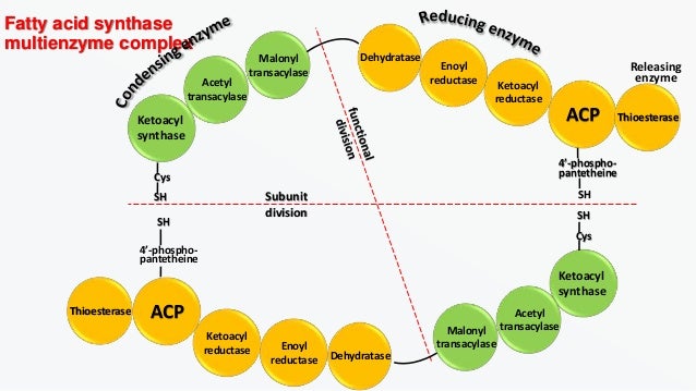 De novo synthesis of fatty acids