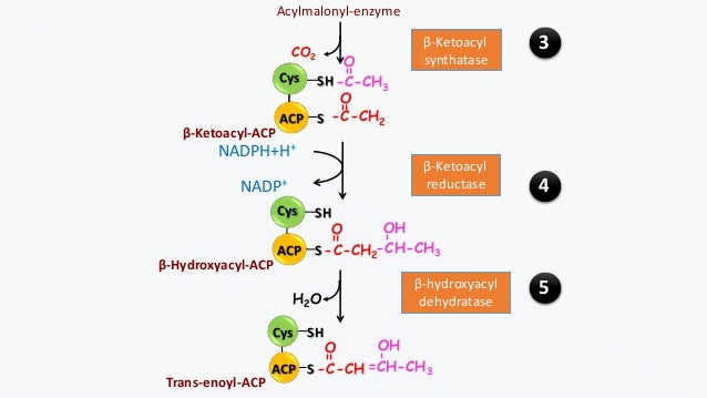 De novo synthesis of fatty acids (Biosynthesis of fatty acids)