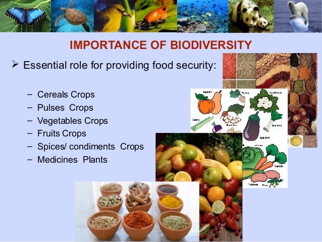 34. Biodiversity and food security A Presentation By Mr. Allah Dad