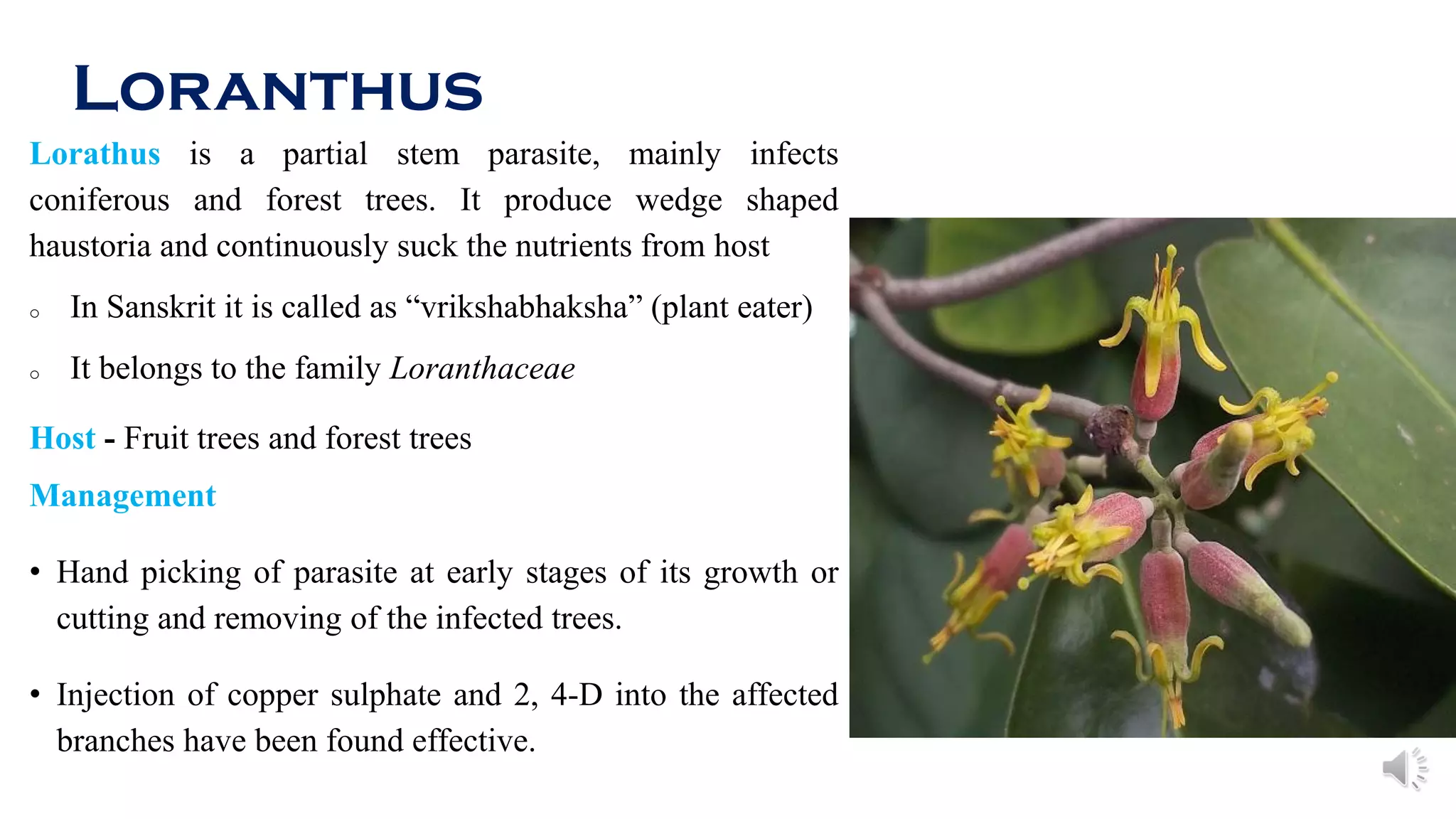 Algae and phanerogamic parasite | PDF