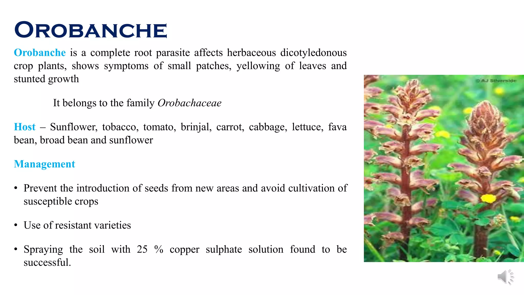 Algae and phanerogamic parasite | PDF
