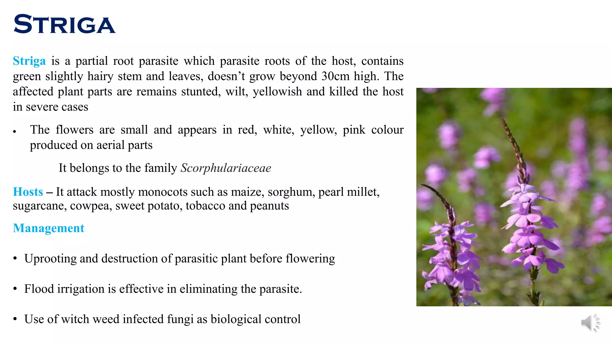 Algae and phanerogamic parasite | PDF
