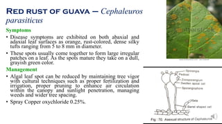 Algae and phanerogamic parasite | PDF