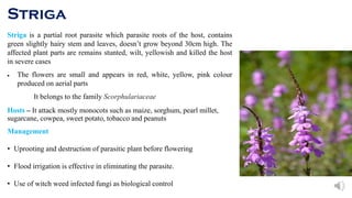 Algae and phanerogamic parasite | PDF