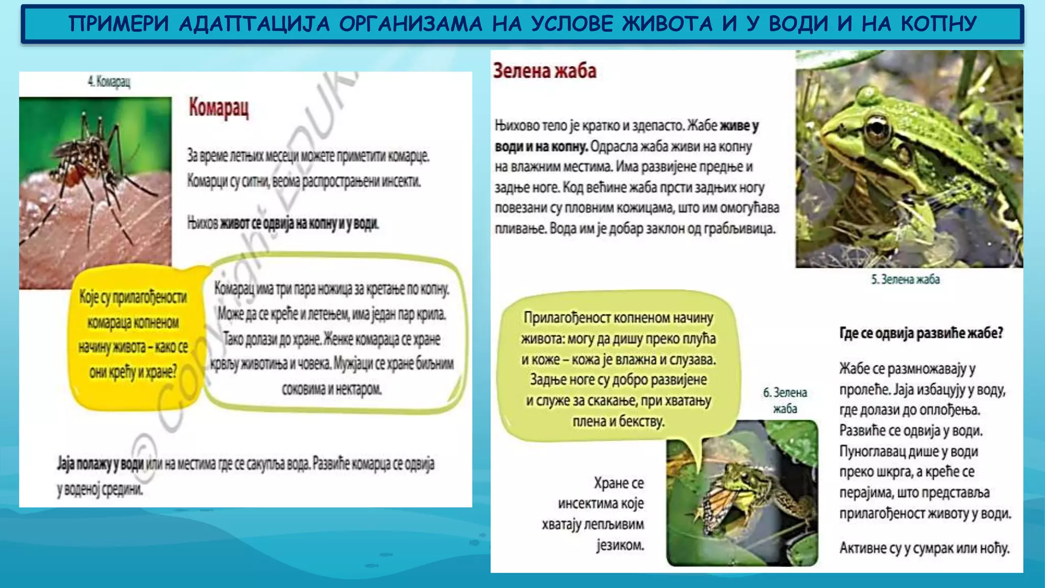 34. zivot u vodi uslovi zivota i adaptacije | PPTX