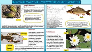 34. zivot u vodi uslovi zivota i adaptacije | PPTX