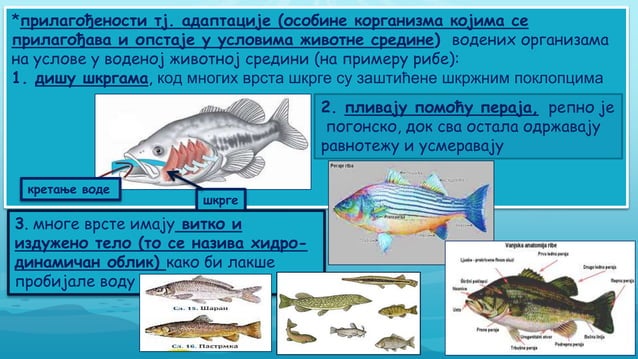 34. zivot u vodi uslovi zivota i adaptacije | PPTX