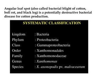 34. Angular Leaf Spot of Cotton.pdf