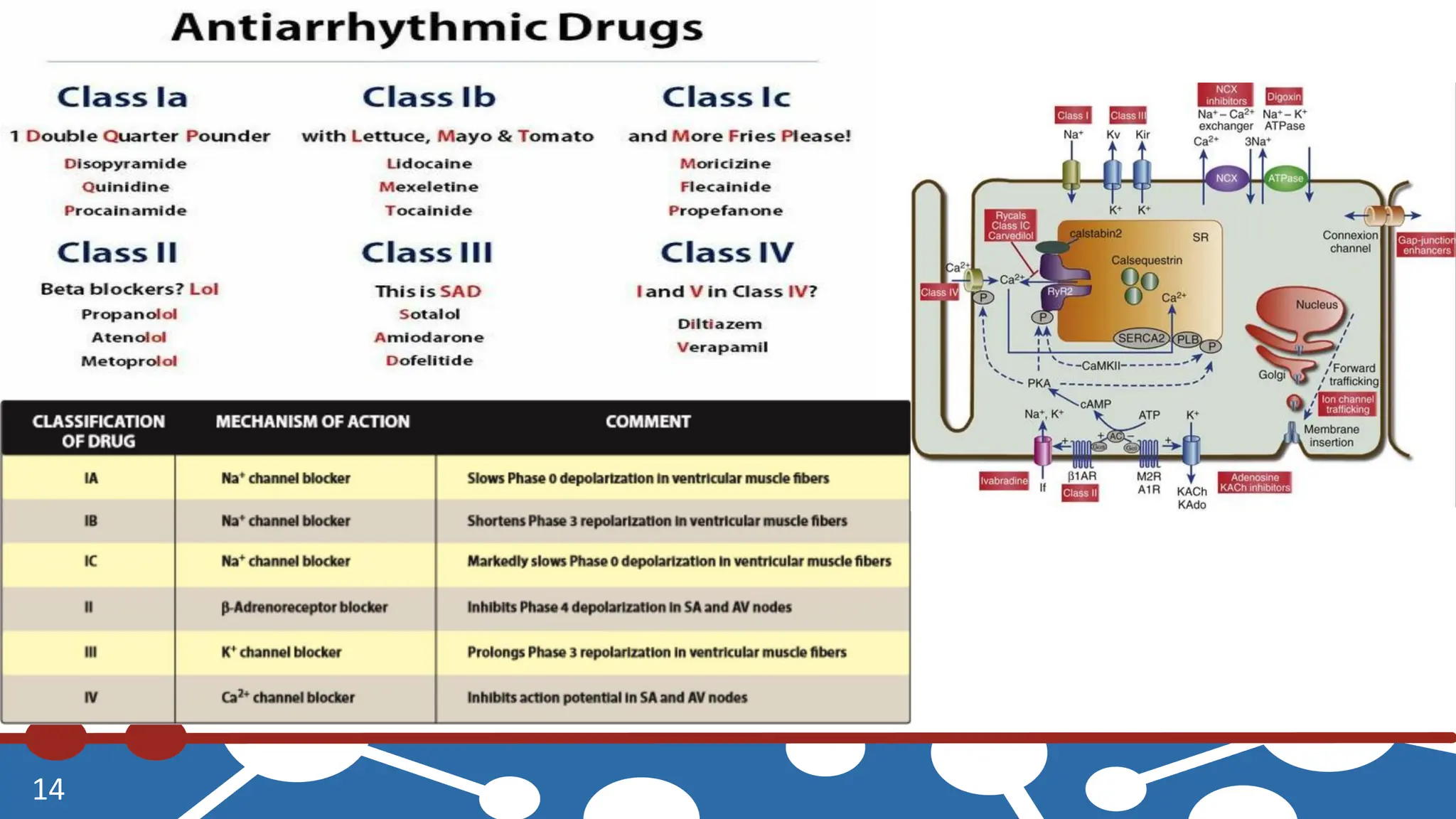 3,4- Anti-arrhythmic drugs.pdf pharmacology | PDF