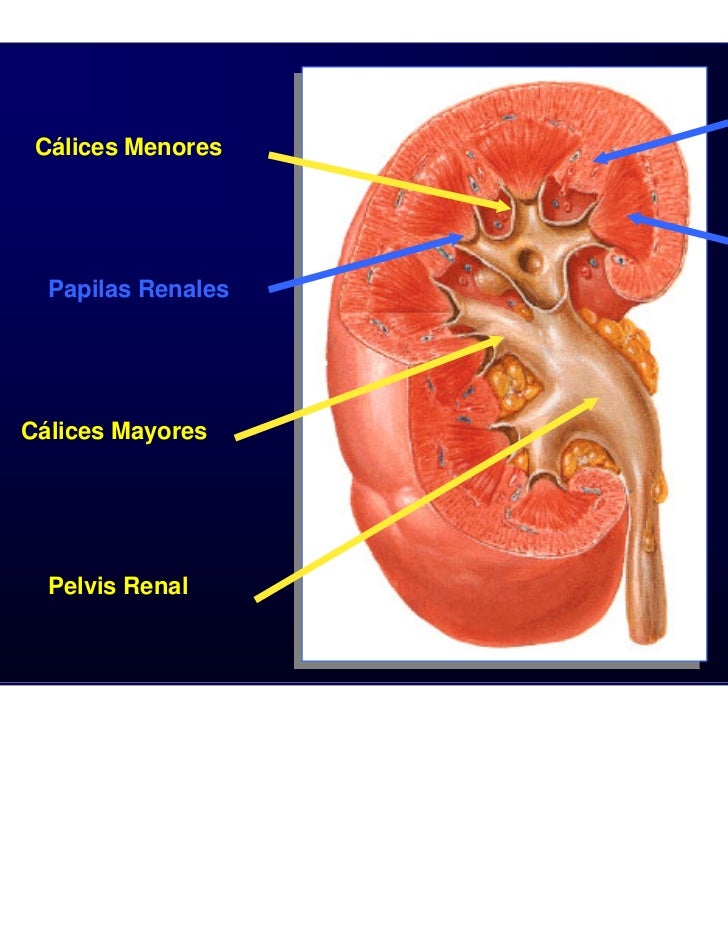 34. aparato urinario