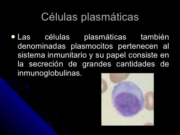 Que Son Las Celulas Plasmaticas - abstractor