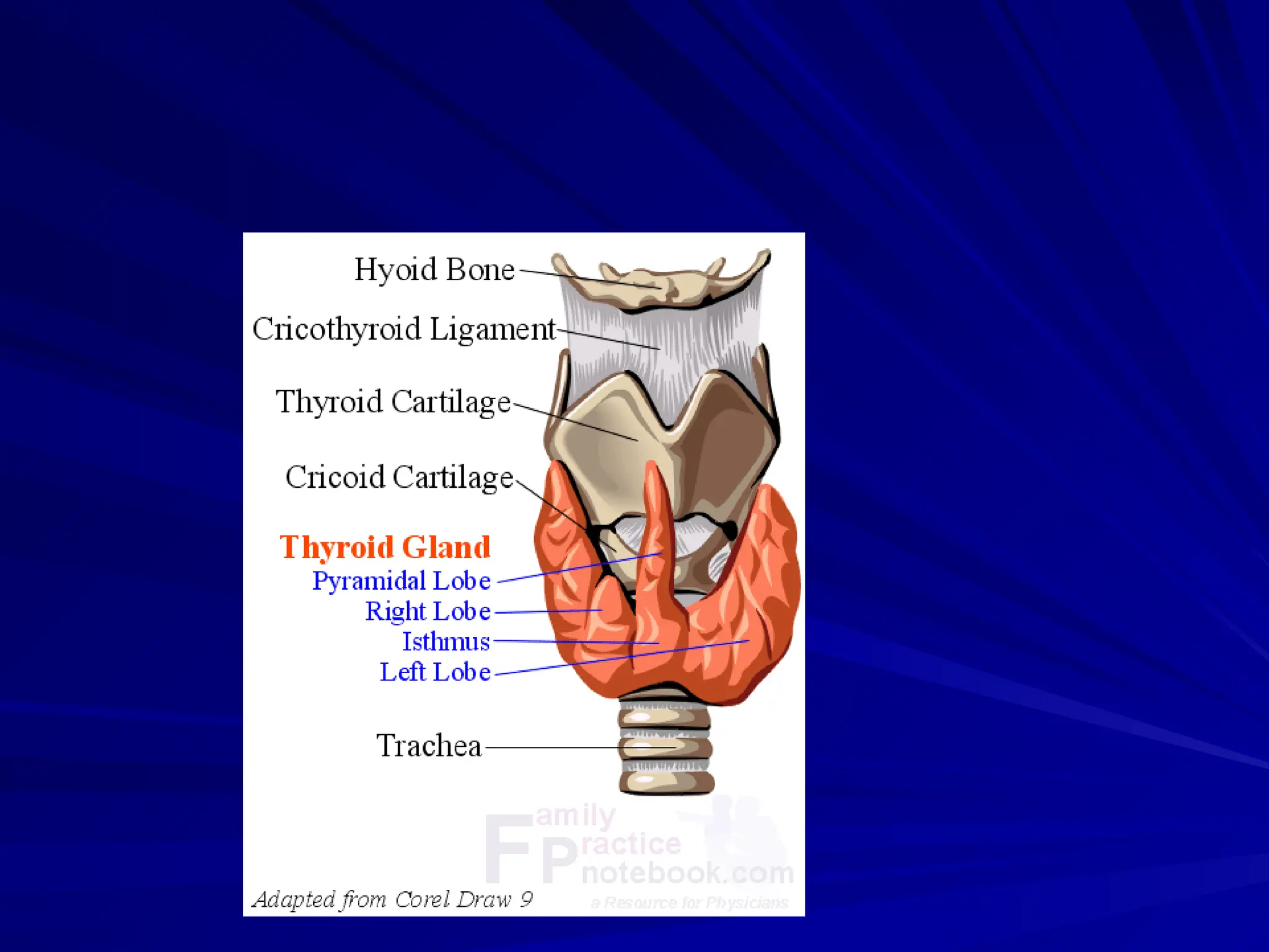 Thyroid gland overview anatomy and physiology | PPT