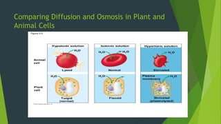 Transport Mechanisms in Biology Querrer 4 | PPT
