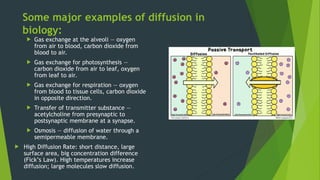 Transport Mechanisms in Biology Querrer 4 | PPT
