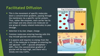 Transport Mechanisms in Biology Querrer 4 | PPT