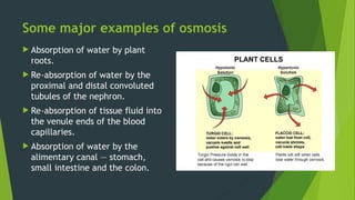Transport Mechanisms in Biology Querrer 4 | PPT