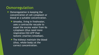 Transport Mechanisms in Biology Querrer 4 | PPT