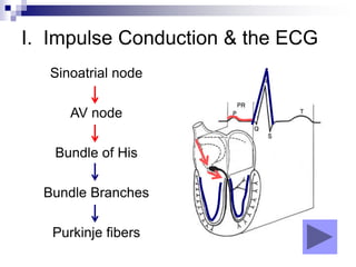 ECG basics ppt | PPT