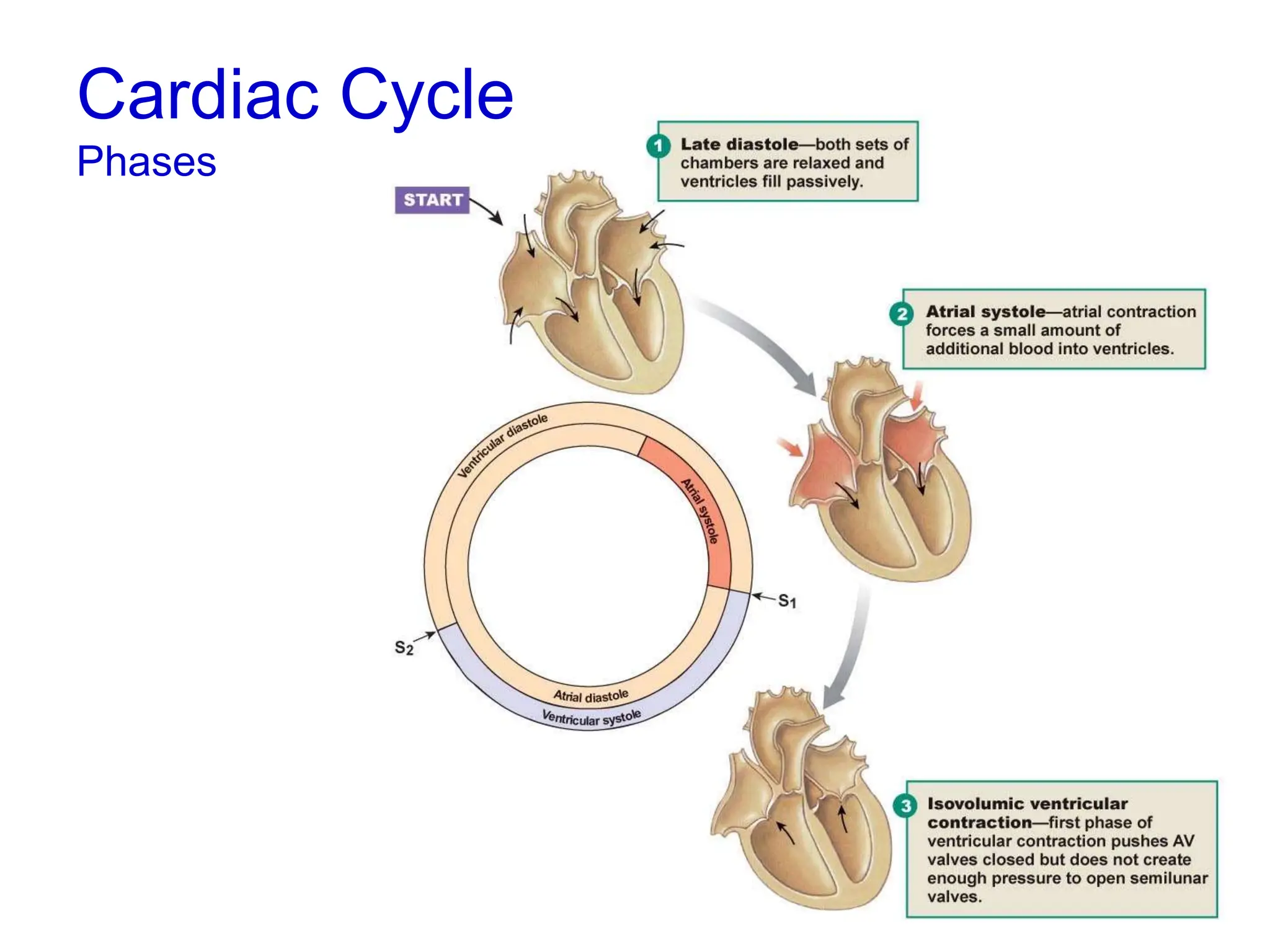 Cardiac Cycle , The cardiac physiology .ppt