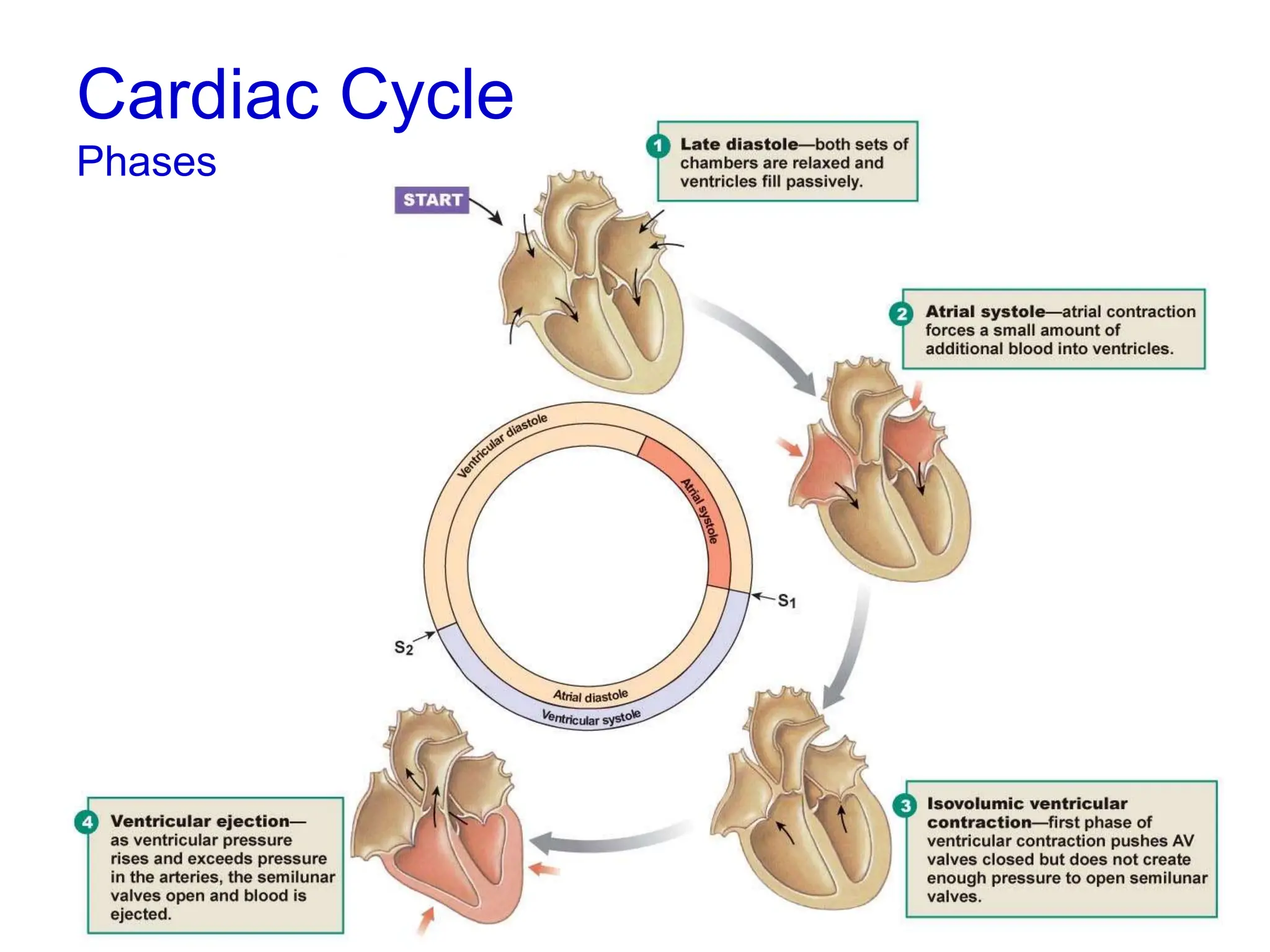 Cardiac Cycle , The cardiac physiology .ppt