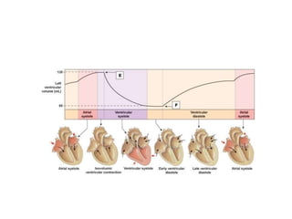 Cardiac Cycle , The cardiac physiology .ppt | Heart and Cardiovascular ...