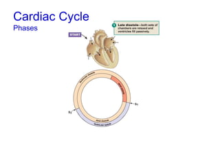 Cardiac Cycle , The cardiac physiology .ppt | Heart and Cardiovascular ...
