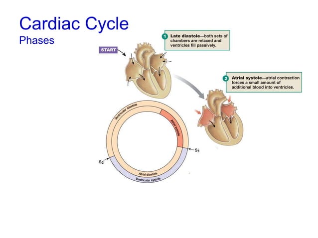 Cardiac Cycle , The cardiac physiology .ppt | Heart and Cardiovascular ...