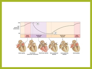 cardiac cycle parts full presentation online | PPT