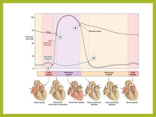 cardiac cycle parts full presentation online | PPT