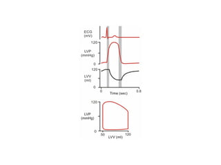 Cardiac cycle - Pumping of blood across the atrio ventricular systems | PPT