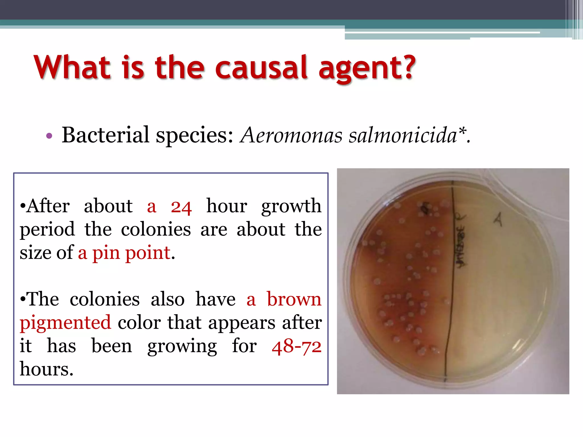 Aeromonas salmonicida | PPTX