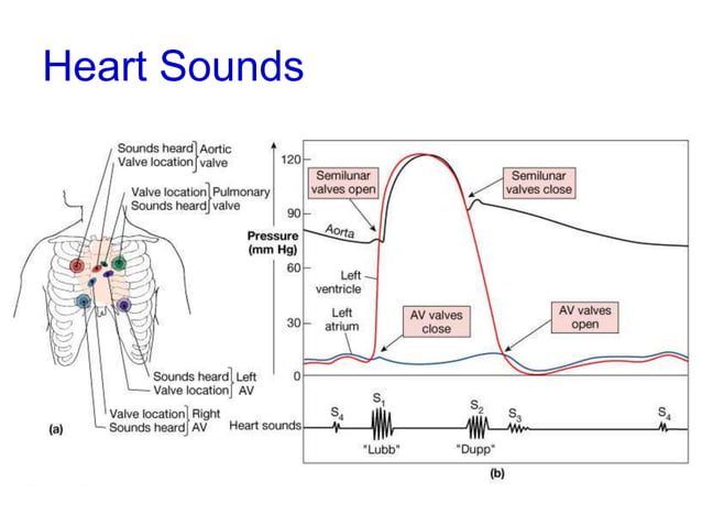347_heart_sounds_&_murmurs.ppt