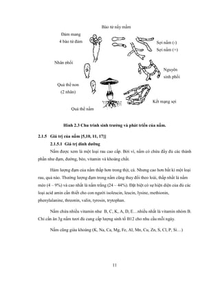 Khảo Sát Sự Sinh Trưởng Và Phát Triển Của Nấm Bào Ngư Pleurotus Sajor - Caju Khi Phối Trộn Các ...