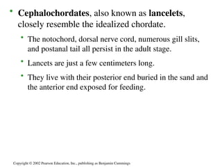 MSc zoology 34A-InvtbChrdtsOrgnVrtbrts.ppt