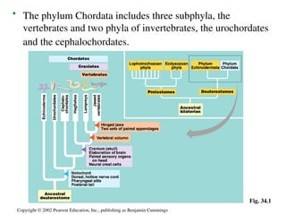 MSc zoology 34A-InvtbChrdtsOrgnVrtbrts.ppt