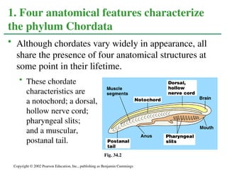 MSc zoology 34A-InvtbChrdtsOrgnVrtbrts.ppt