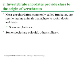 MSc zoology 34A-InvtbChrdtsOrgnVrtbrts.ppt