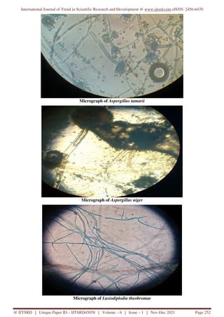 An Improved Slide Culture Technique for the Microscopic Identification ...