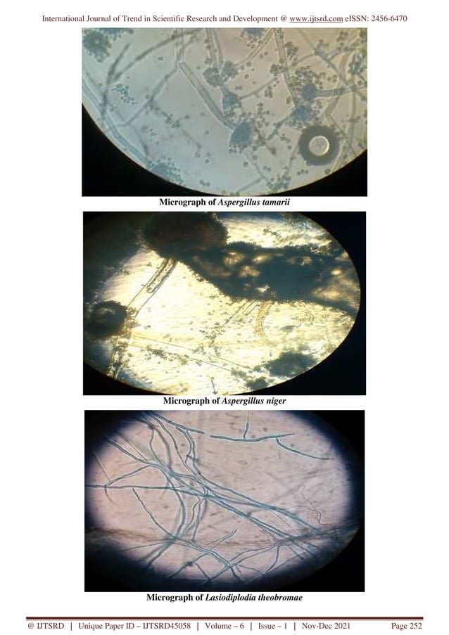An Improved Slide Culture Technique for the Microscopic Identification ...