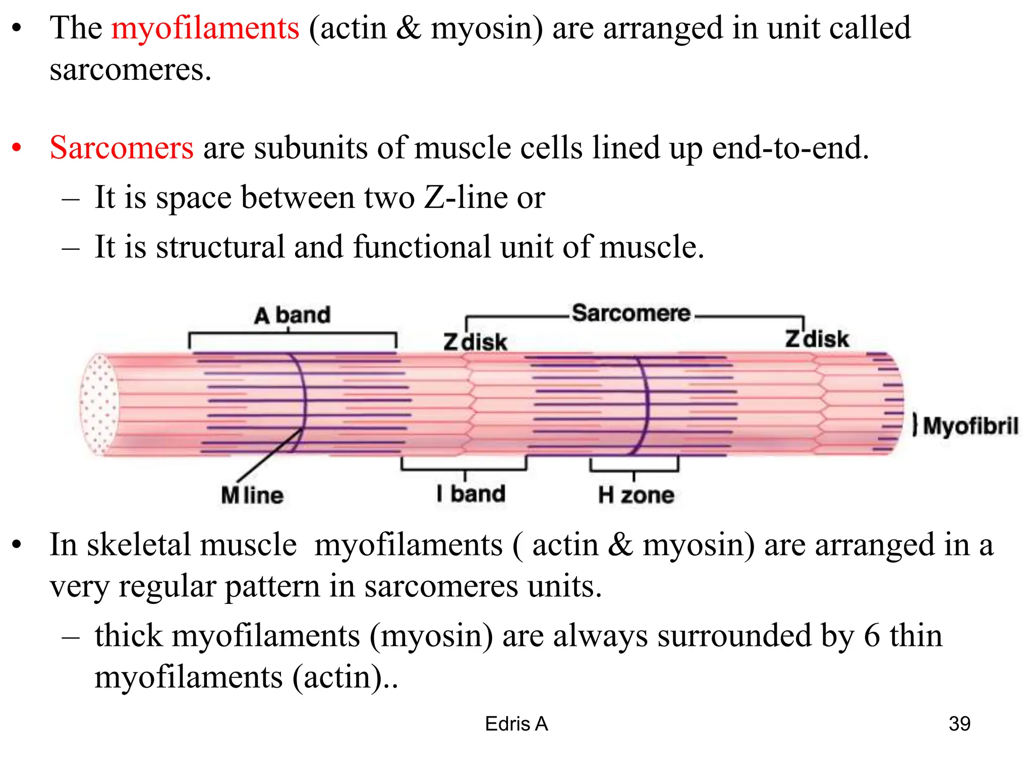3 4 Autonomic Nervous System and Muscle Physiology (2).ppt | Free Download