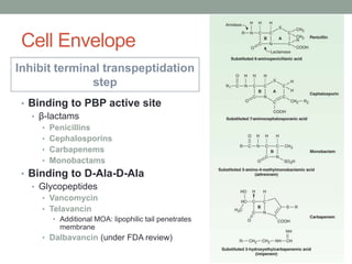 Antibiotic Mechanisms | PPT