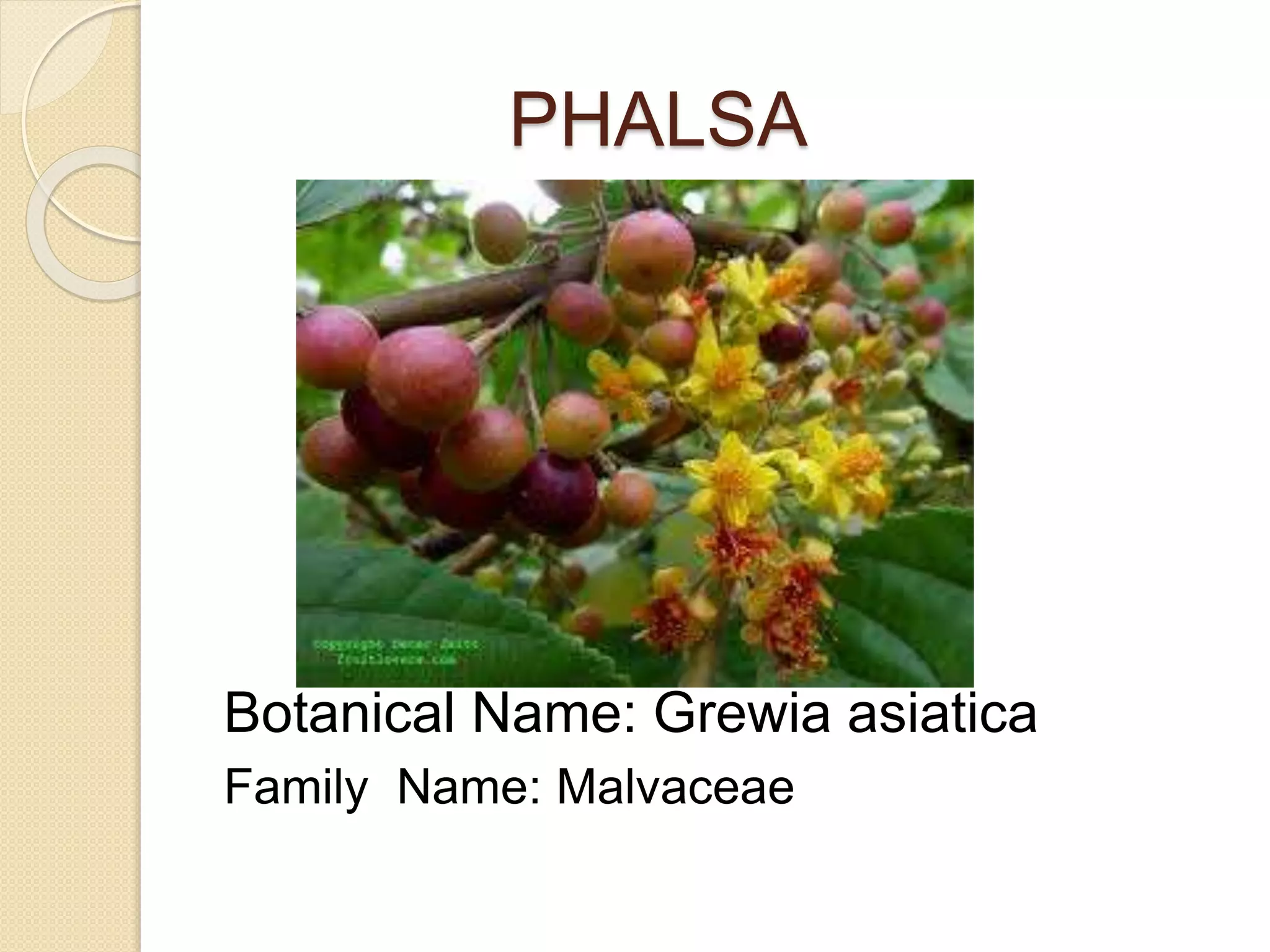 PHALSA | PPTX