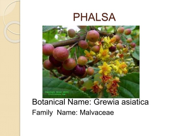PHALSA | PPTX