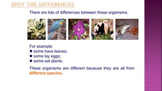 34classification (part 2) | PPT